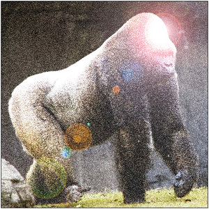 Music | Lesser Known Gorilla Death