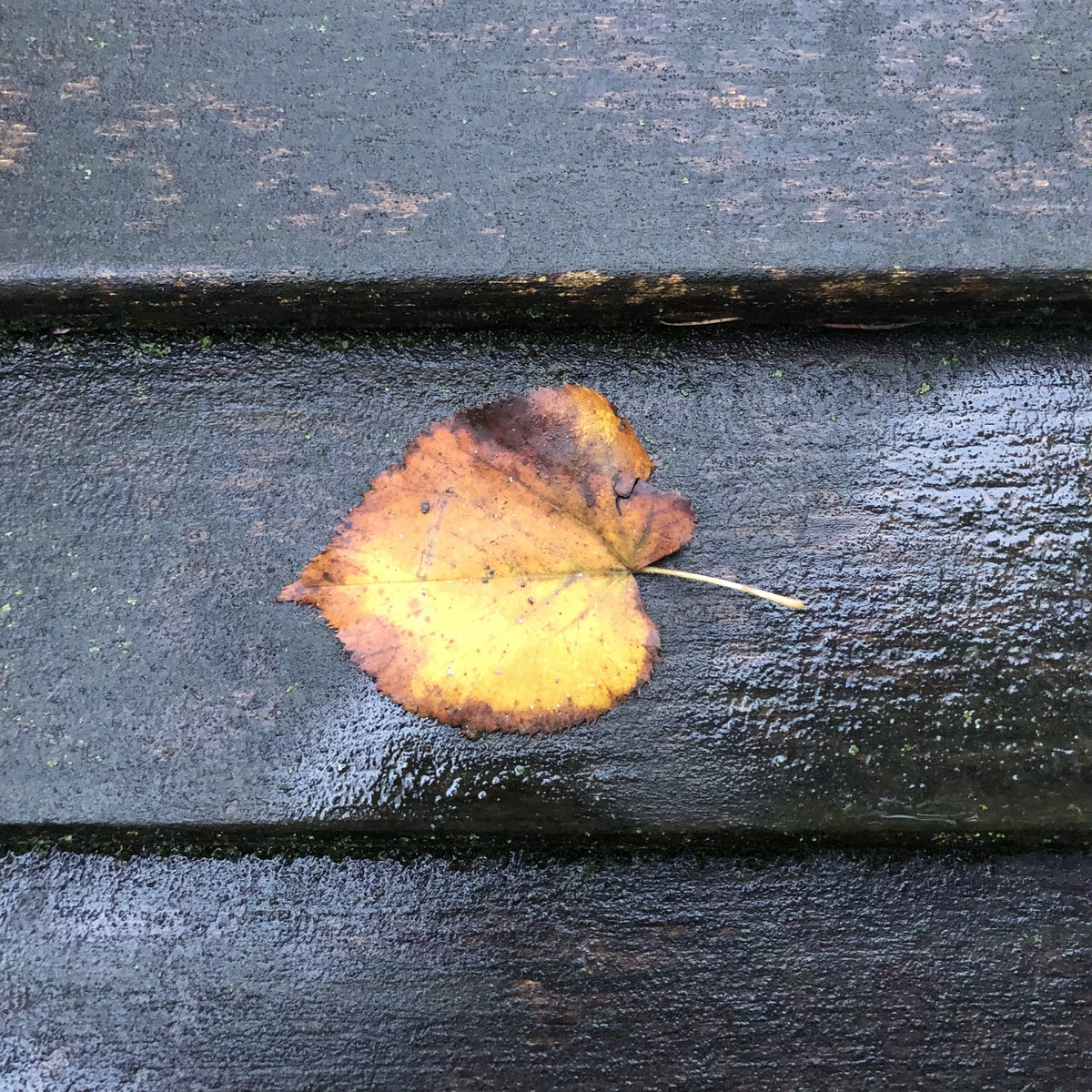 Drawing Shadows | Francis Gri & Wil Bolton | Gri Projects