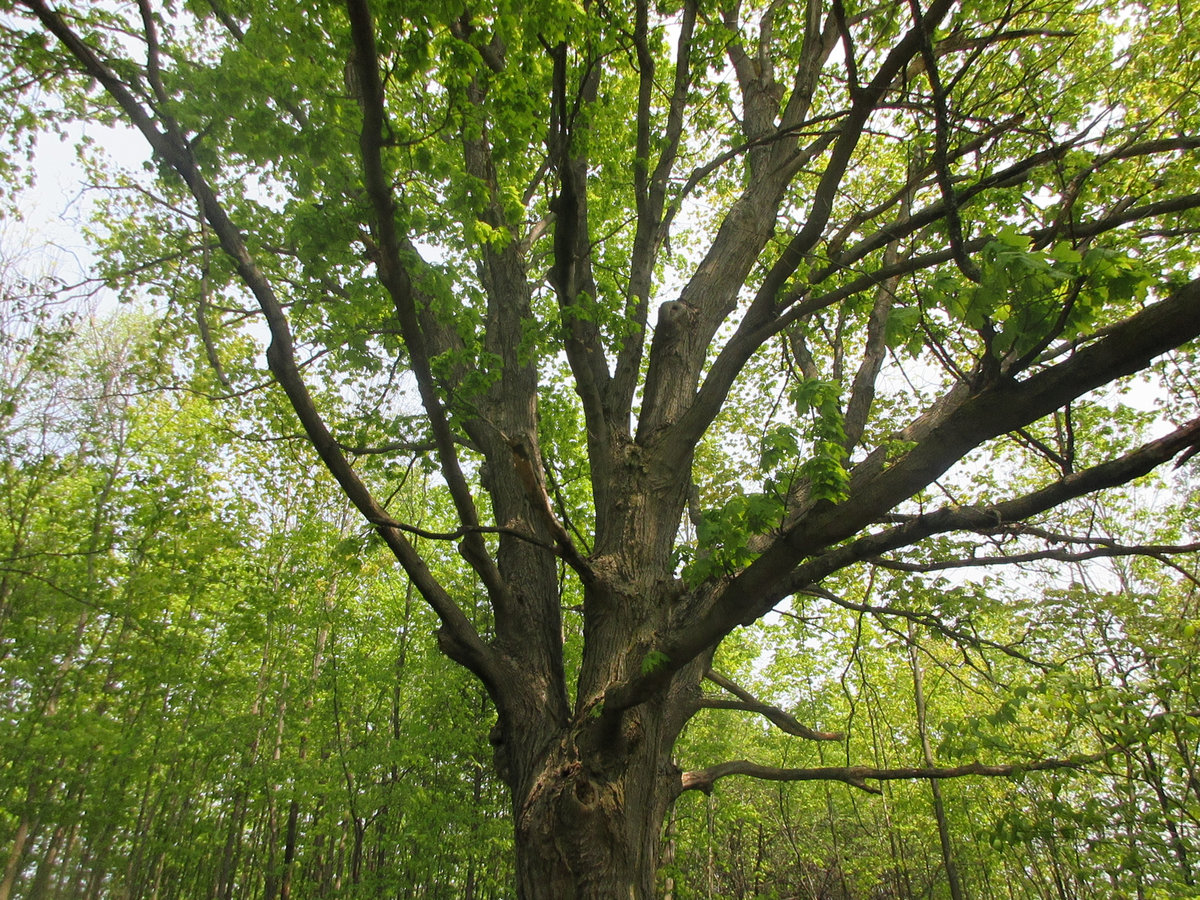 GHXST x Longfxce: Timeless Variety | GHXST