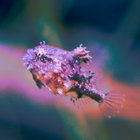 Formations | Solar Fields