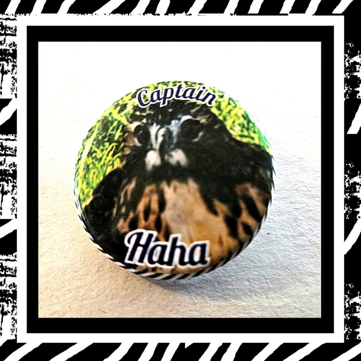 CAPTAIN HAha - THE FREAK OUT | CAPTAIN HAha | Funeral For My Pet Rock