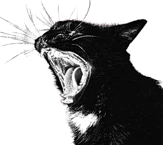 Whole Wide World | Slacker