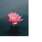 DREAMCAST SUMMER SONGS | Devon Hendryx