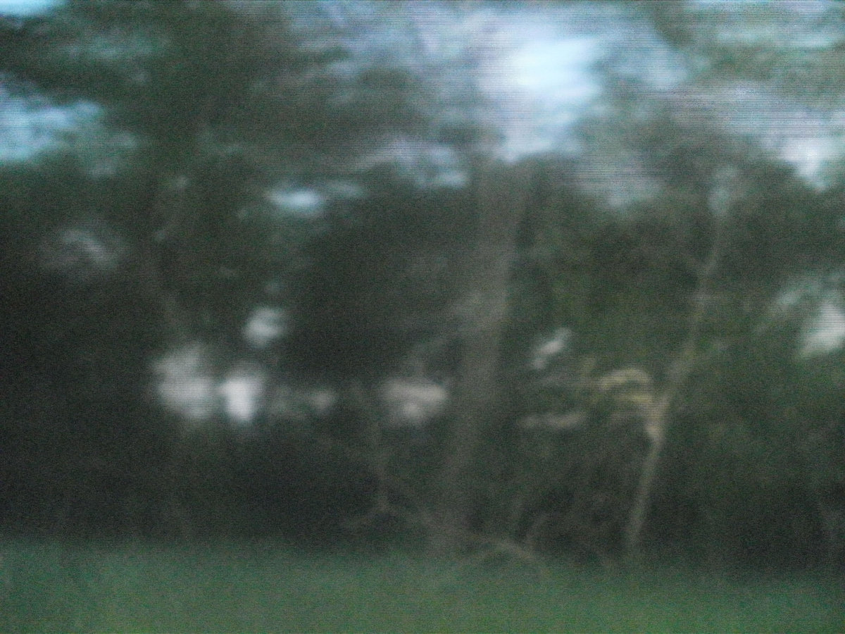 black blood | great white wolf corpse