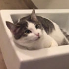 RAVAGE | The Cybertronic Spree