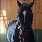 Constant Companions (Deluxe Edition) | Jamie Paige