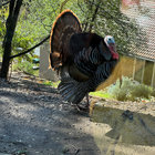 A WARM WEATHER GHOST | Tunde Adebimpe