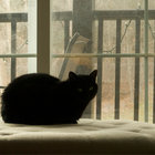 woob 1194 (21st Century Remaster) | woob