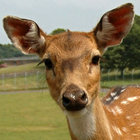 ROBLOX Grace Original Soundtrack (from The Garden) | Sebastian "vey ...