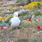 Sounds Like... | Florry