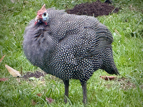 Disco Chicken | Disco Chicken