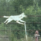 Manning Fireworks | MJ Lenderman