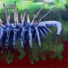 Imaginal Disk | Magdalena Bay