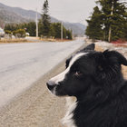 The Festering Dwellers | SHRIEKING DEMONS | Shrieking Demons