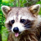 Wintersaga | Wind Rose