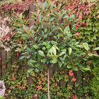 The Resurrection Game | Emma Swift