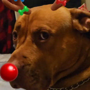 Music | Spikey my boy