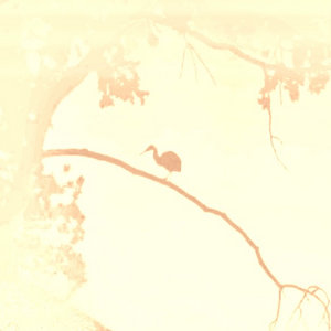 Music | Iris Graham