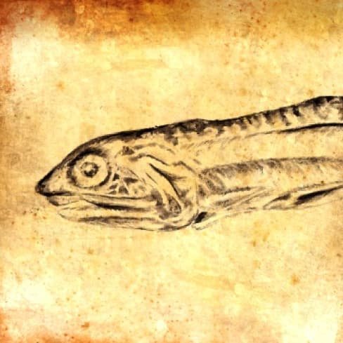 Natural Resonance | Eastport Lab