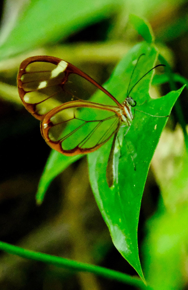 jubilee year coming | Ryan Nylander