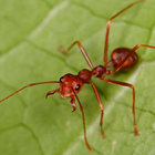 MOBO Presents: The Perfect Cast LP feat. Modern Baseball (30th ...