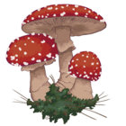 Foxlore | The Crane Wives