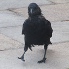 Pool (Stripped) | Samia