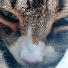 Affection Addiction | KAT x Aku P | KAT