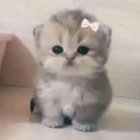 Fresh As It Gets | Robots With Rayguns