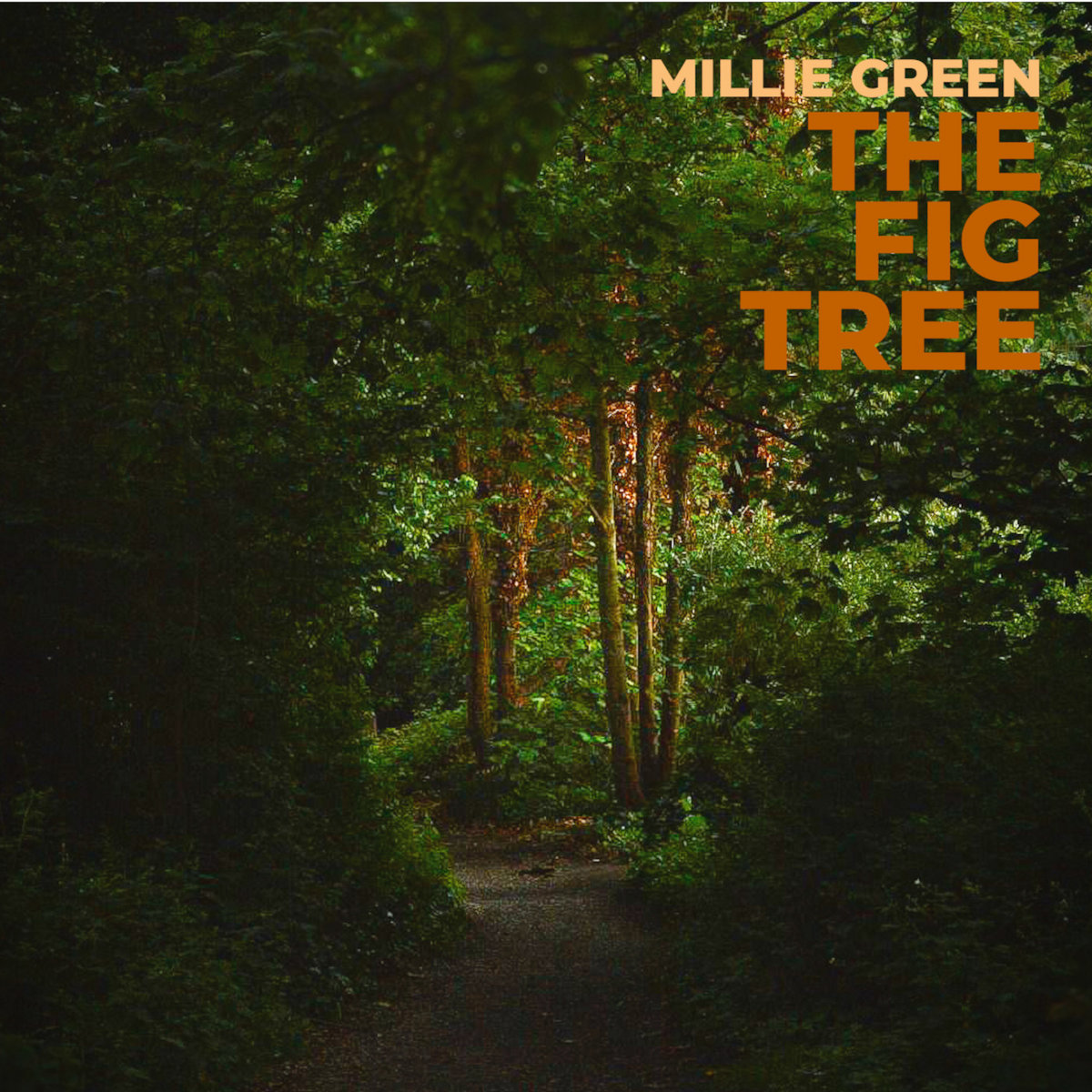 The Fig Tree | Millie Green | The Gaffer Tape Collective