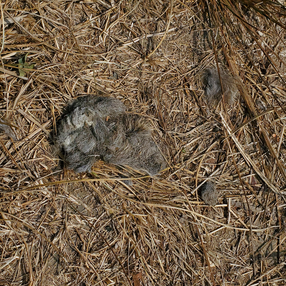 neural | fetal trait | Evelyn Luvtell