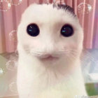 Frailty | Jane Remover