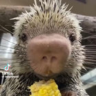 Foxlore | The Crane Wives