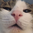 Memory Merge | YonKaGor