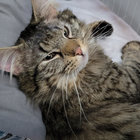 Memory Merge | YonKaGor