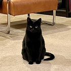 A I A : Alien Observer | Grouper