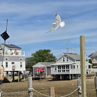 The Resurrection Game | Emma Swift