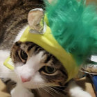 Alright | Maxton Waller