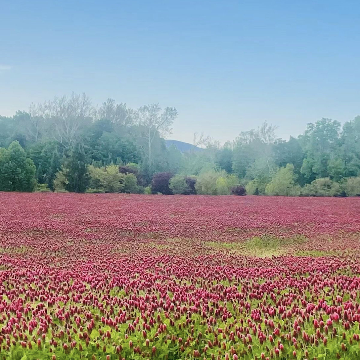 Cover Crop: Album download + Seed Packet (Crimson Clover) | Amber Rubarth
