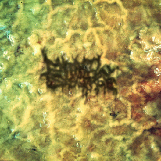 Corpse Deconstruction (Compilation of Unreleased Tracks) | Entrail Disgorge