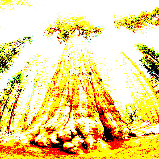 Snoop Tree | Lil Tree