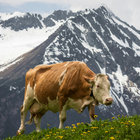 say what you like | fuvk