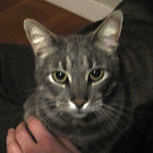 Dim Probs | Gruff Rhys