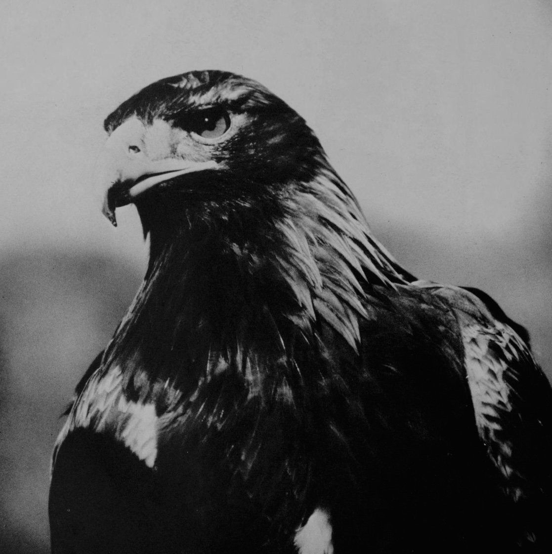PROMO MMXXV | Wandering Bird