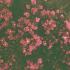 Constant Companions (Deluxe Edition) | Jamie Paige