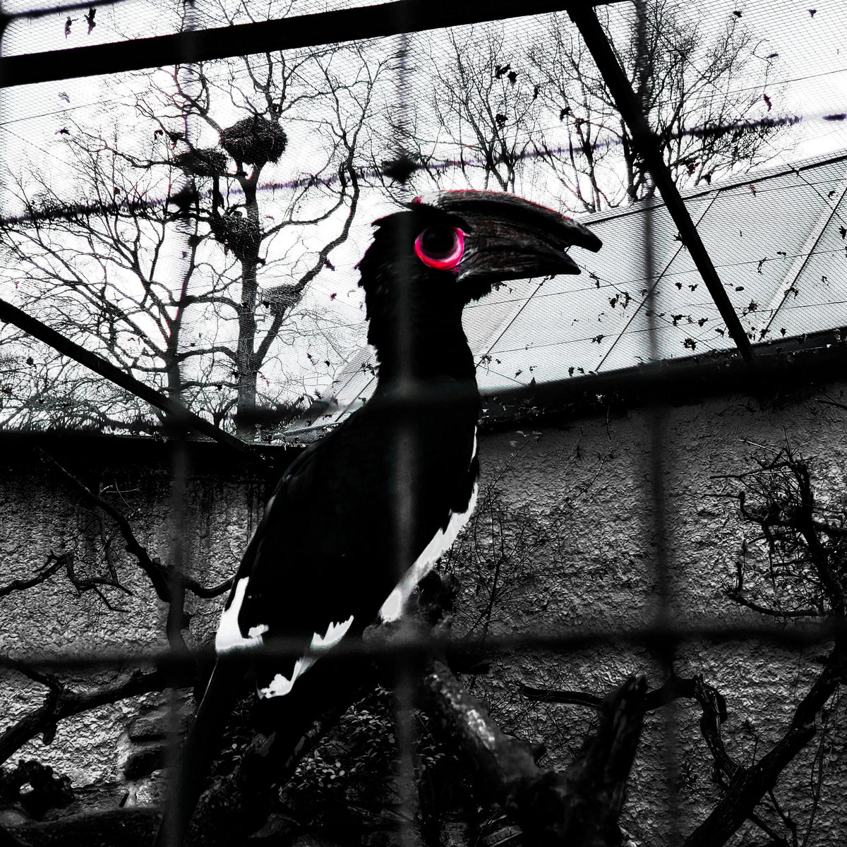 Black Hole Tree | Cave Birds