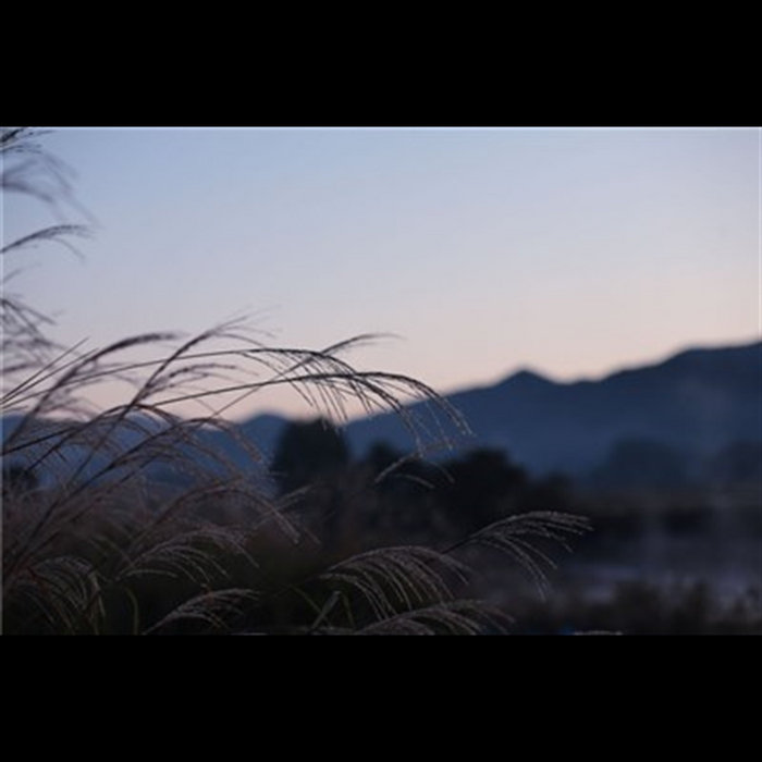 Autumn Leaves | Sleep Gardens