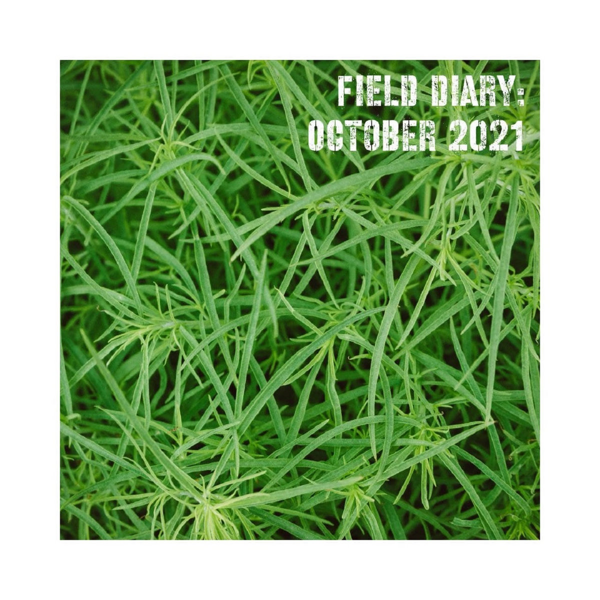 Field diary: October 2021 | various artists | brokentaperecords