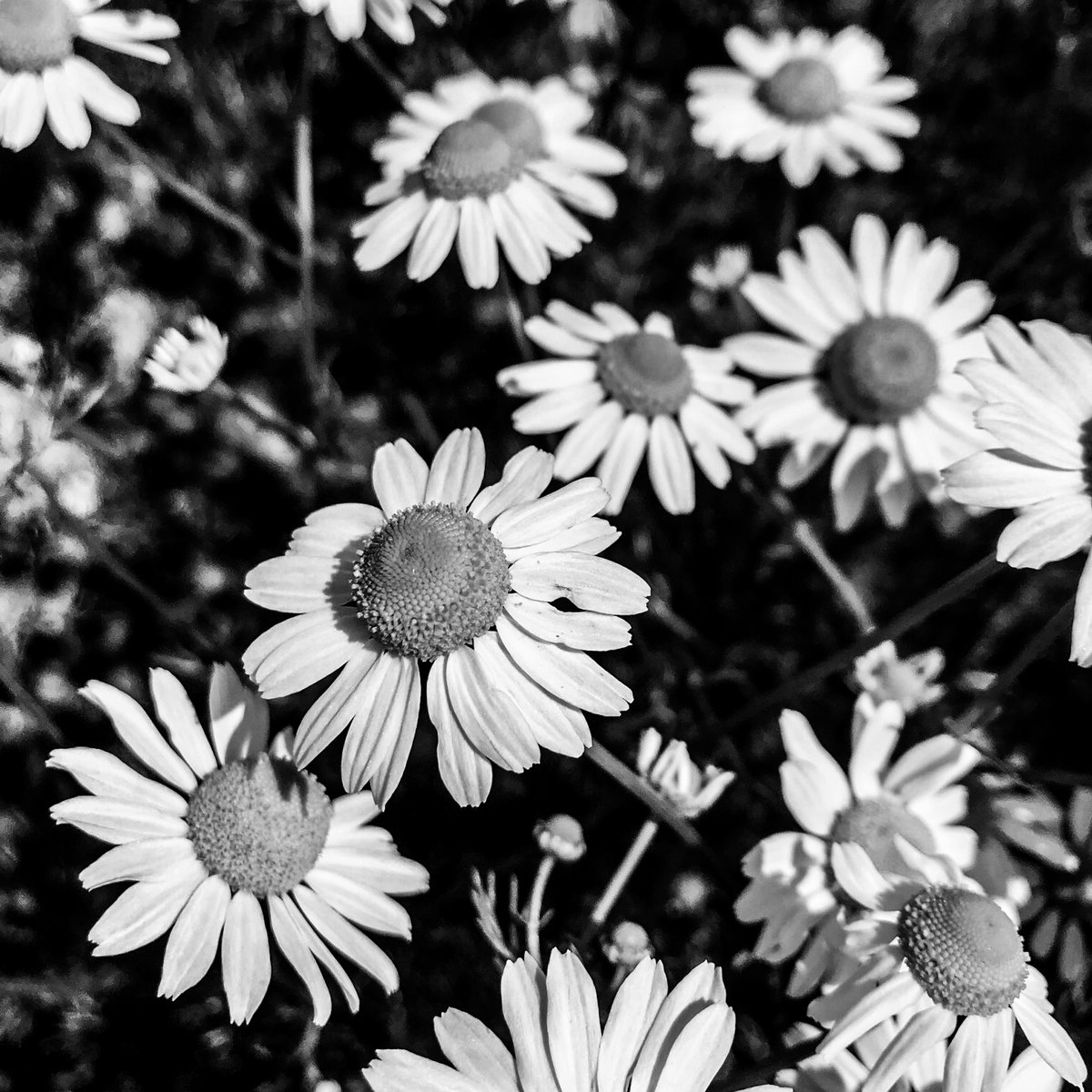 Dirt | Joshua Marquez