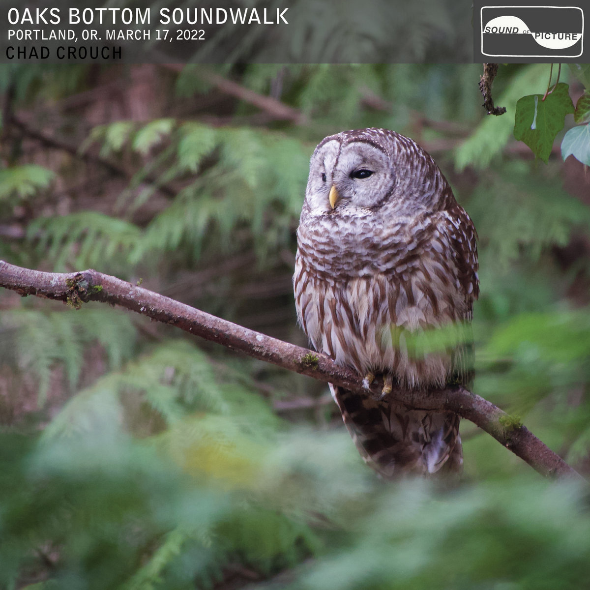 Oaks Bottom Soundwalk | Chad Crouch